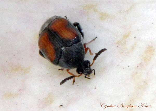 Seed Beetle | Project Noah