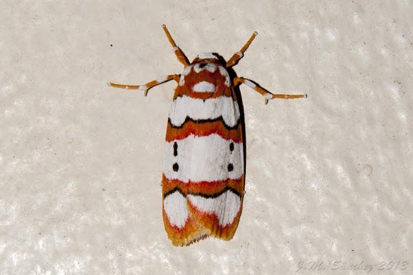 Arctiidae Moth | Project Noah