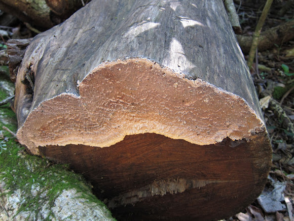 Crust fungi sp. | Project Noah