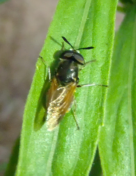 Soldier Fly imitating a Bee | Project Noah