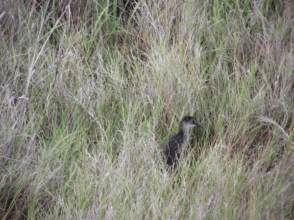 Virginia Rail (chicks and adult) | Project Noah