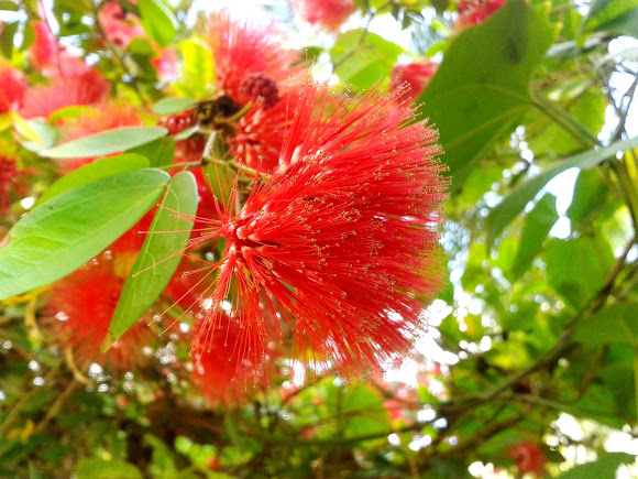 Powder-puff plant | Project Noah