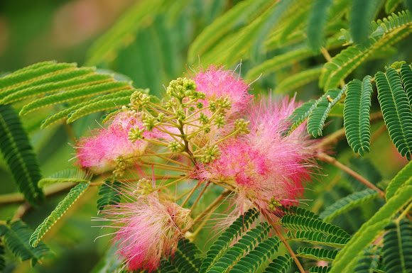 Pink Silk Tree | Project Noah