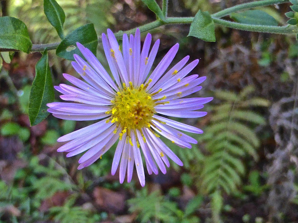 Climbing Aster | Project Noah