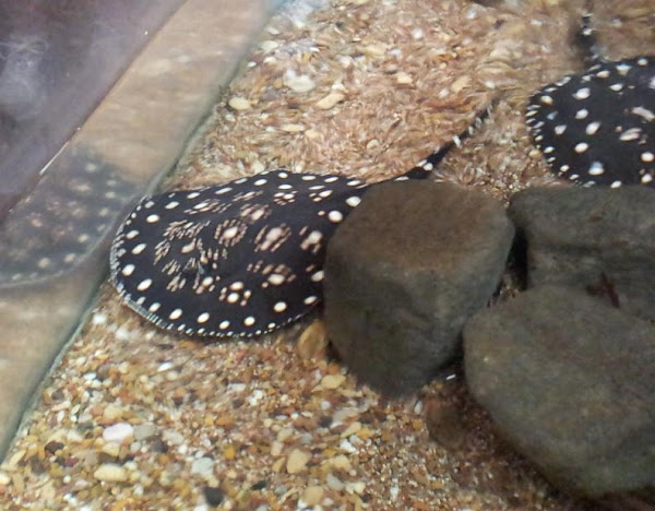 Xingu River ray | Project Noah