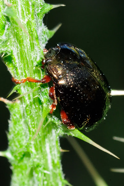 Chrysolina bankii | Project Noah