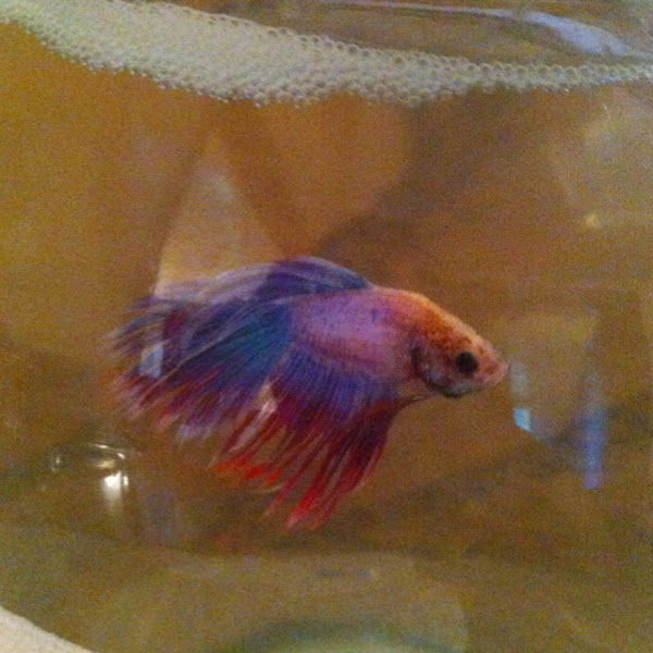 Crowntail Betta | Project Noah