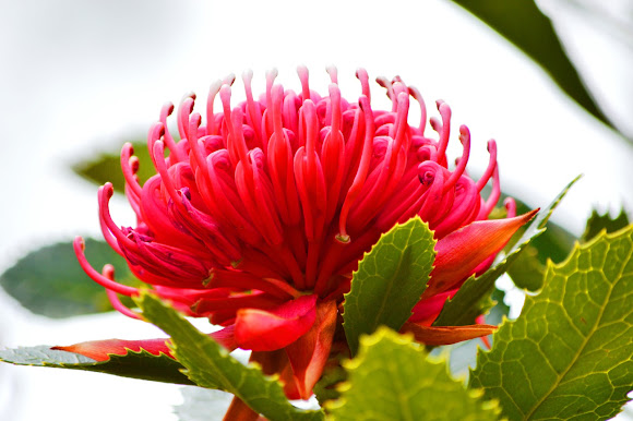 Gibraltar Range Waratah | Project Noah