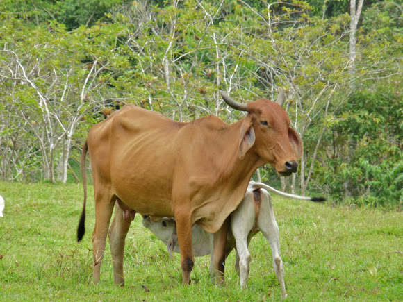 Cebu Cow | Project Noah