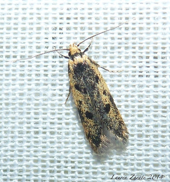 Micro-Lepidoptera | Project Noah