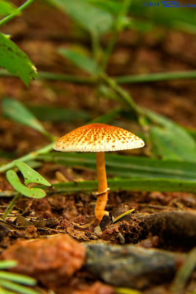 Spotting | Project Noah