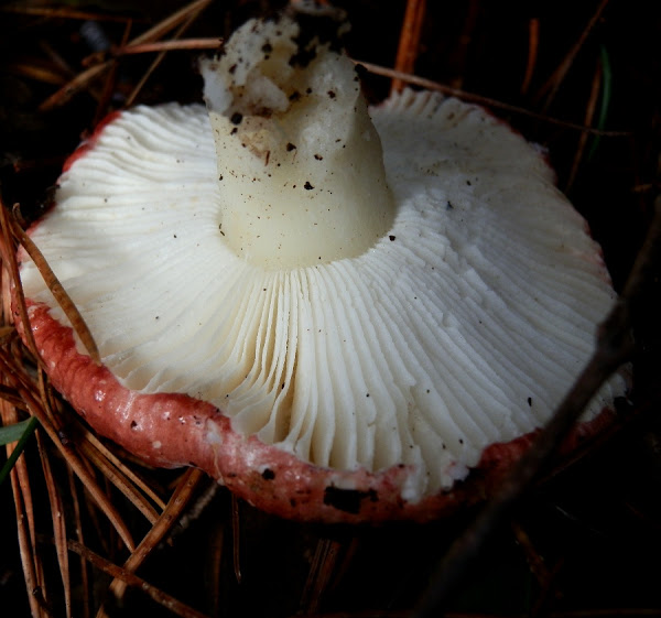 Red Russula | Project Noah