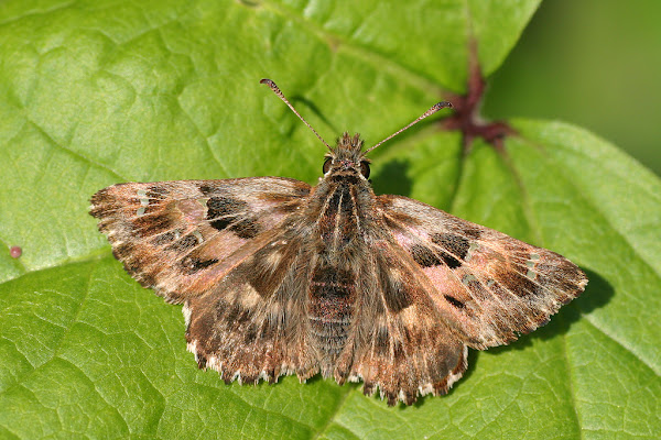Mallow Skipper | Project Noah