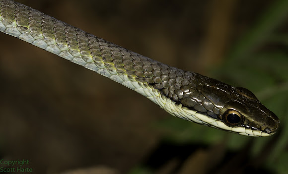 Northern Tree Snake | Project Noah