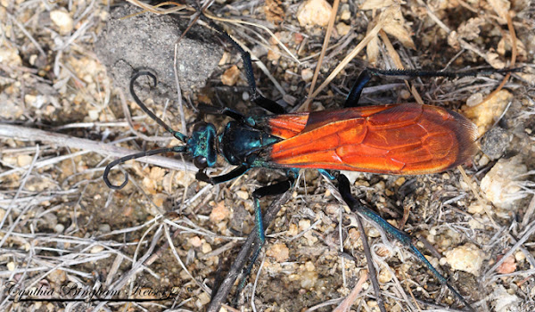 Tarantula Hawk | Project Noah