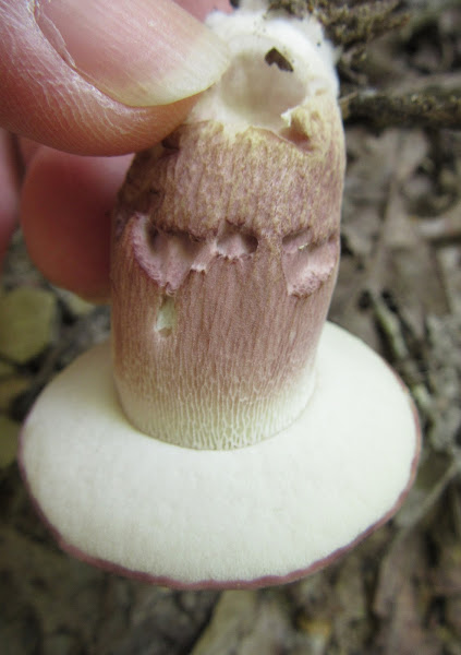 Bolete | Project Noah