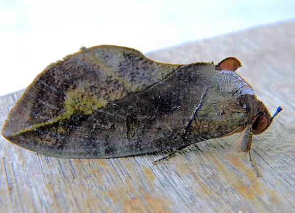 Pacific fruit-piercing moth | Project Noah