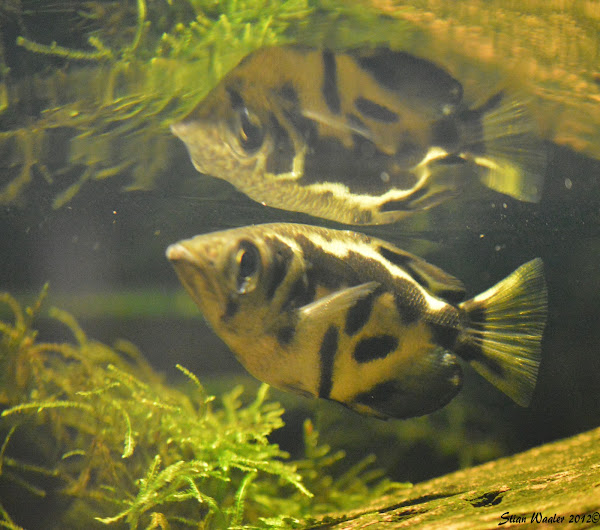 Smallscale Archerfish | Project Noah