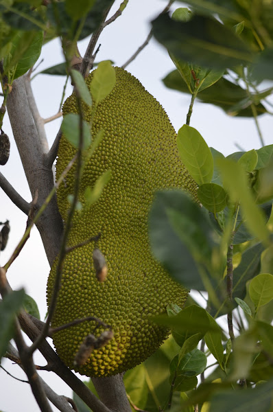 Breadfruit (yaca) | Project Noah