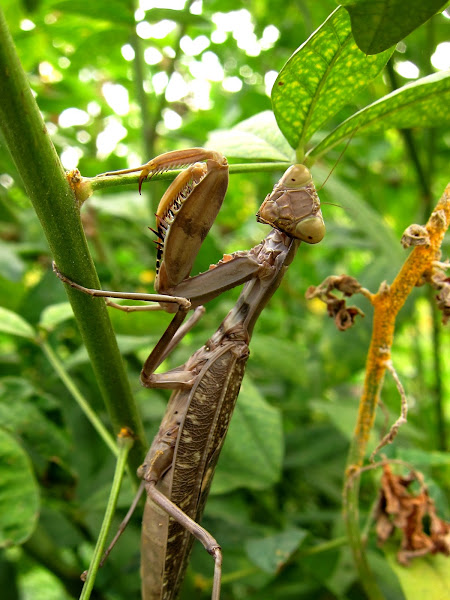 Mantis | Project Noah