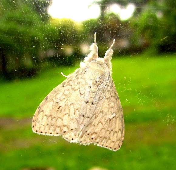 Tussock Moth | Project Noah