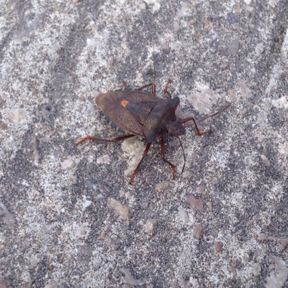 Forest Shieldbug | Project Noah