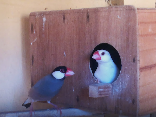 Java Sparrow | Project Noah
