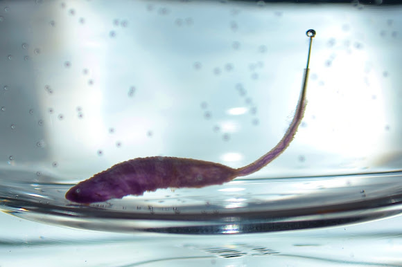 Rat-tailed maggot | Project Noah