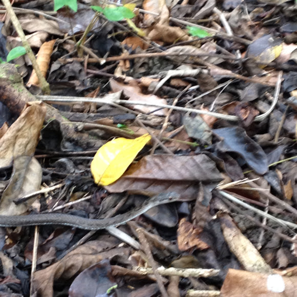 Puerto Rican Racer_Corredora de PR | Project Noah