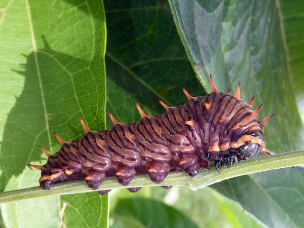lepidoptera larvae | Project Noah