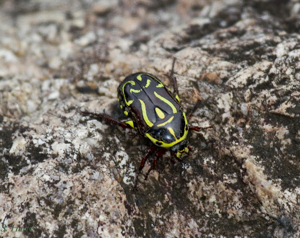 Fiddler Beetle | Project Noah