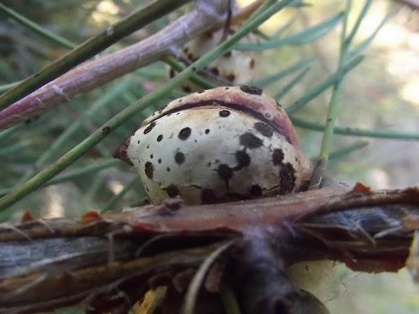 Sweet Hakea | Project Noah