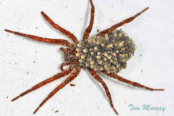 Wolf Spider with babies | Project Noah