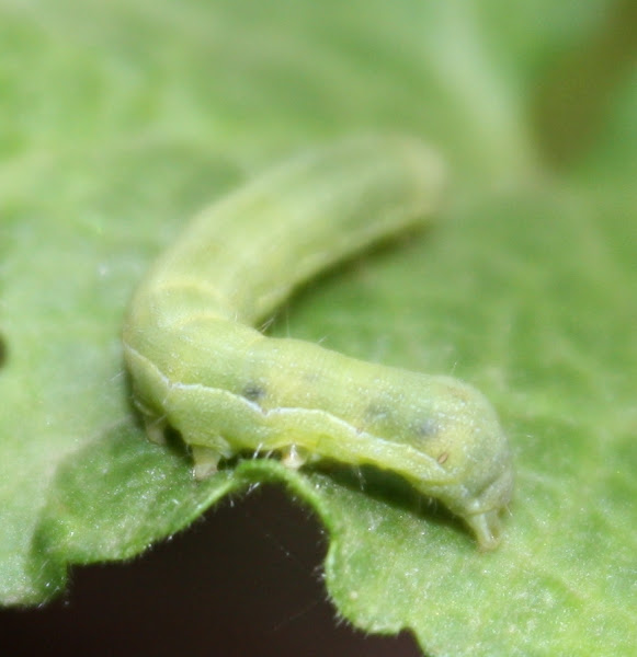 Oruga del Tabaco / Cotton Bollworm | Project Noah