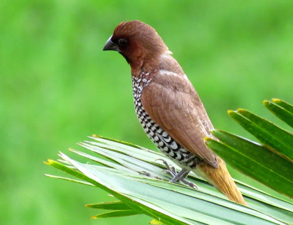 Spotted Munia | Project Noah