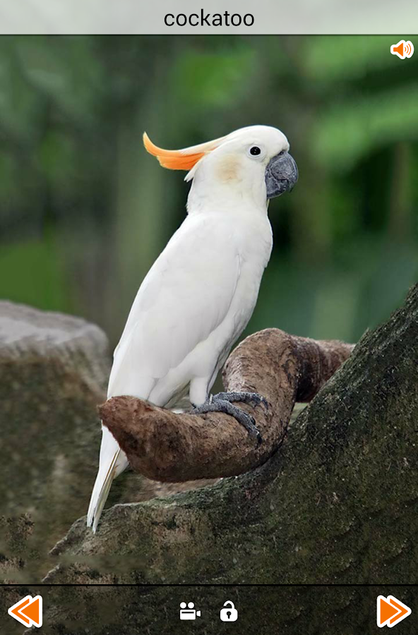 Animal Sounds - Android Apps on Google Play