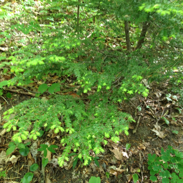 Eastern hemlock | Project Noah