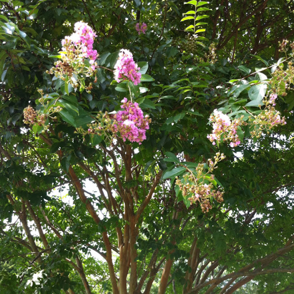 Common Crape Myrtle | Project Noah
