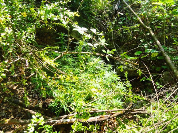 Chanvre indien | Project Noah