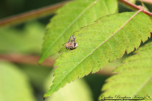 Issid Planthopper | Project Noah