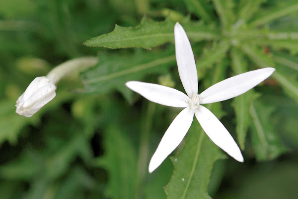 Bunga Katarak / Kitolod (Ind) or Lidah Payau (Malay) | Project Noah