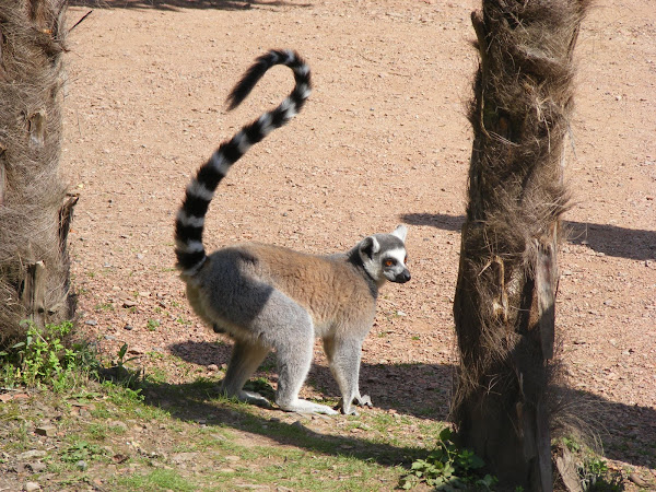 Ring-tailed Lemur | Project Noah