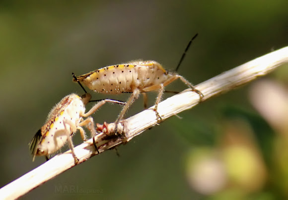 Sunflower seed bug | Project Noah
