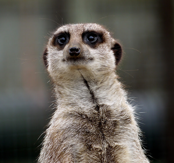 Meerkat | Project Noah