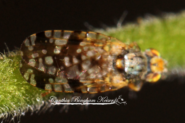 Sunflower Seed Maggot | Project Noah