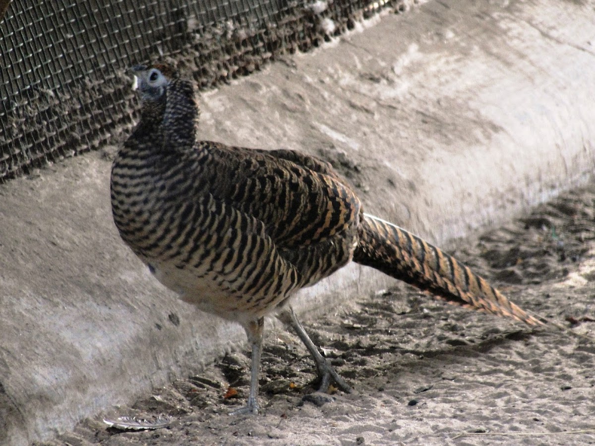 Lady Amherst S Pheasant Hen Project Noah