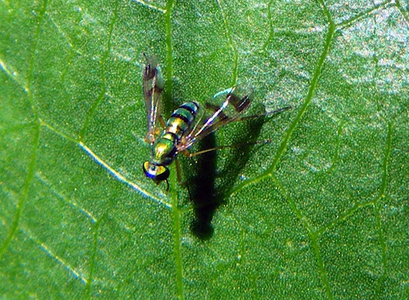 Green Long-legged Fly | Project Noah