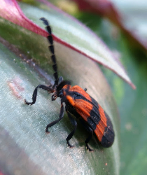 Banded net wing beetle | Project Noah