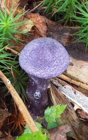 Violet Webcap | Project Noah