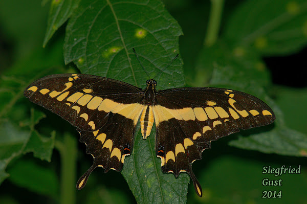 Thoas Swallowtail | Project Noah